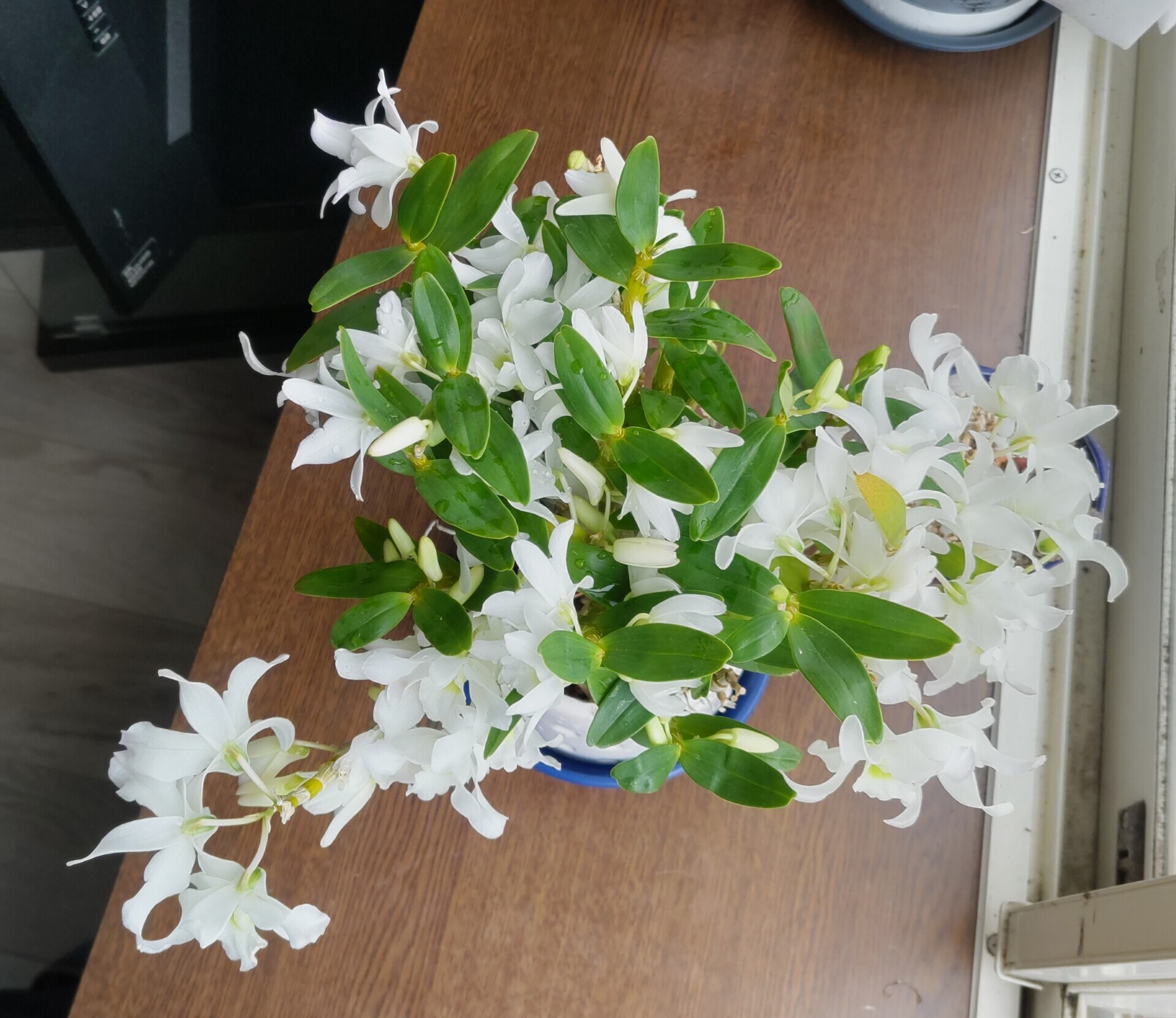 「格下に3敗」豊昇龍の横綱昇進？: なるほど！Blog